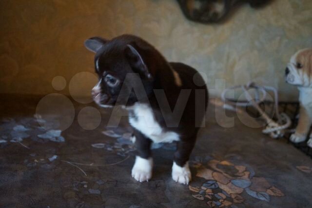 Малыш шоколадик