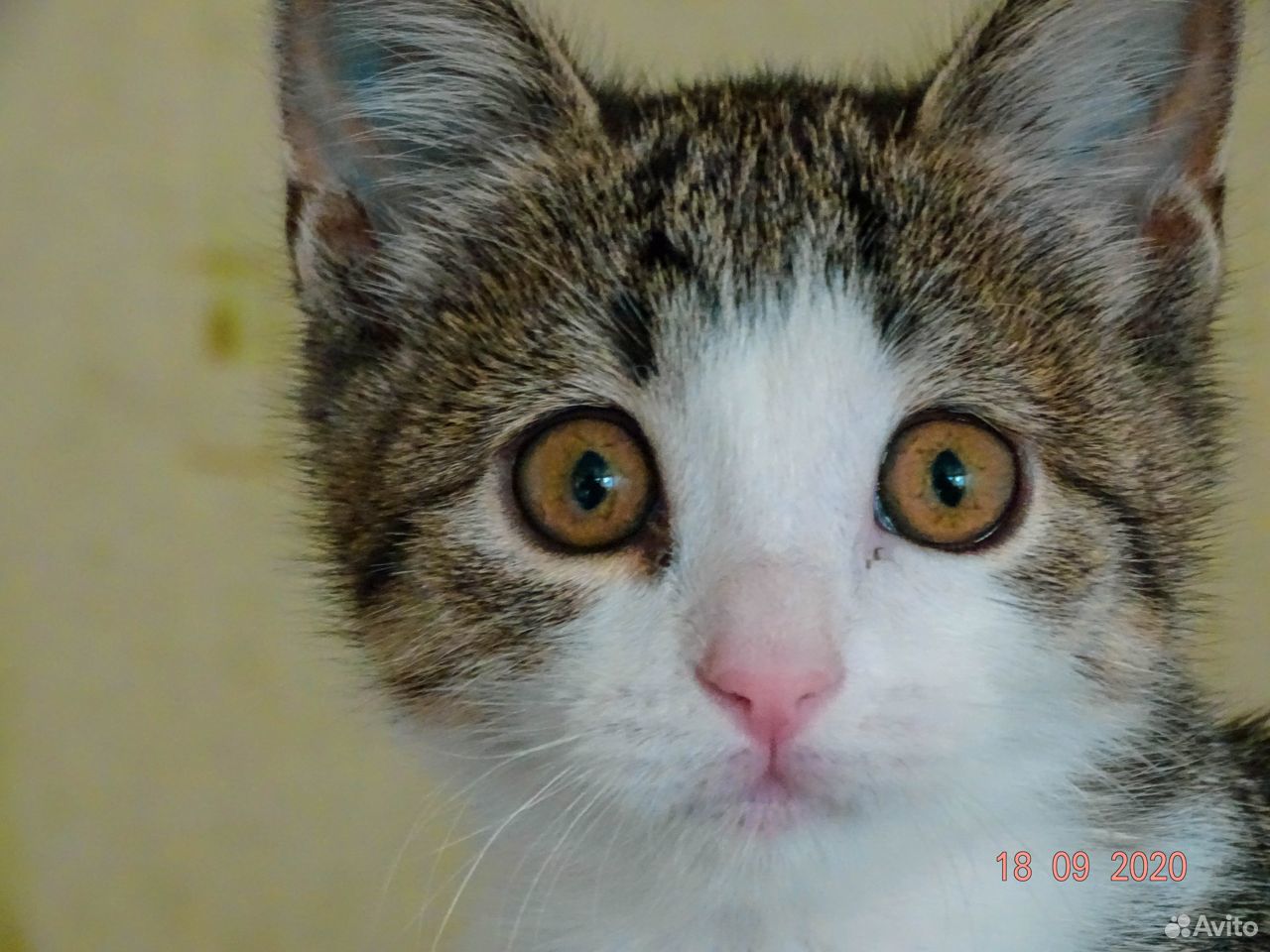 Котенок от папы - бенгала и мамы - умной кошки