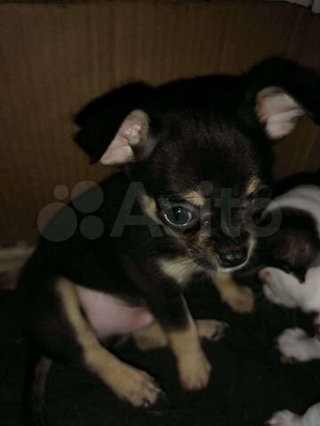 Щенки чихуахуа