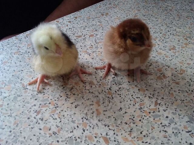 Инкубационное яйцо кур и циплята