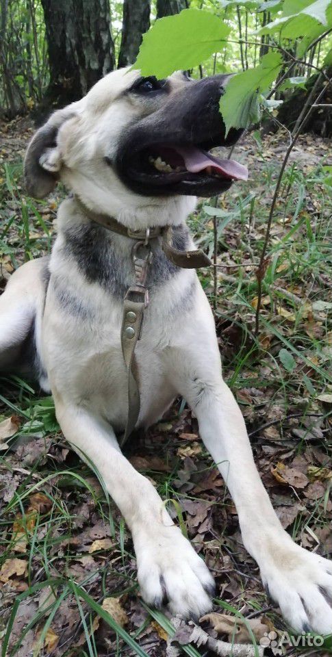 Овчаристый пес