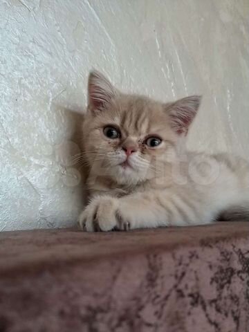 Кошки котята шотландские