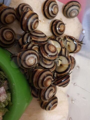 Улитки Древесные