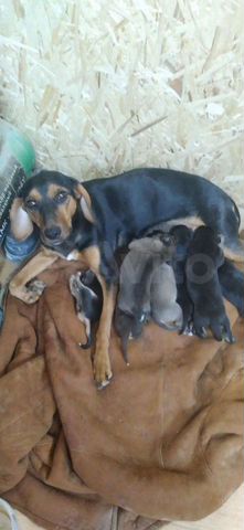 Такса бесплатно