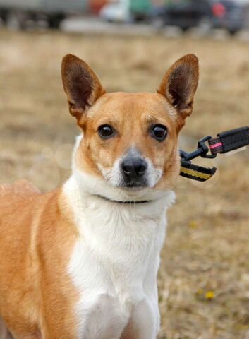 Джуля ищет дом