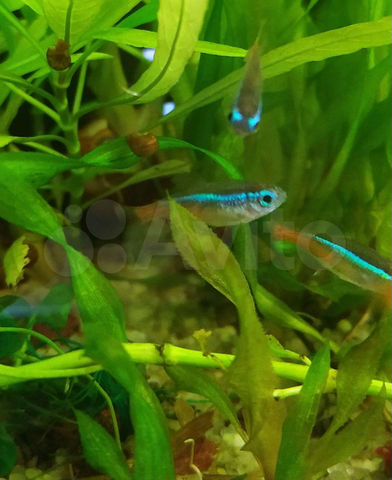 Неон голубой