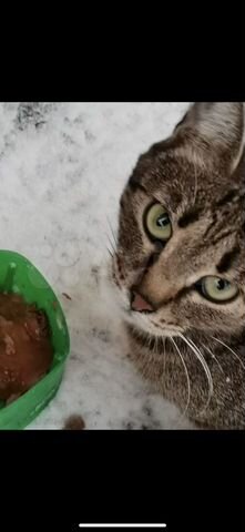 Люси ищет дом