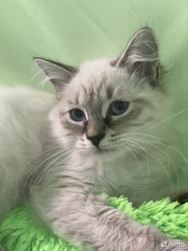Невская маскарадные котята