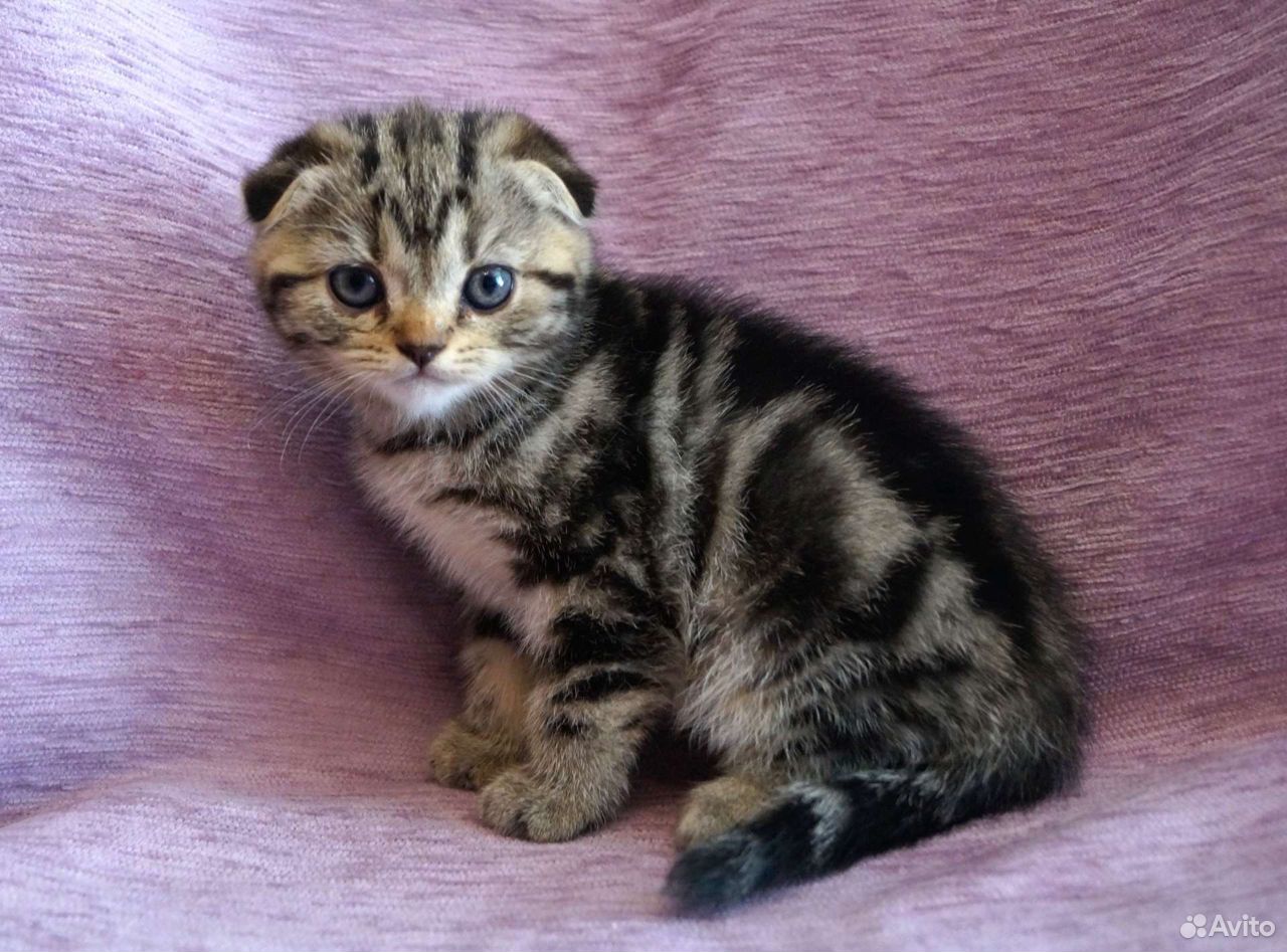 Мраморная вислоухая кошечка