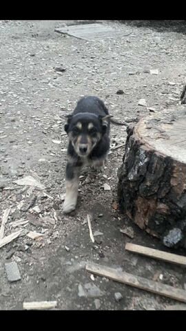 Щенок лайки / хаски папа не известен