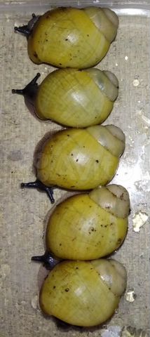 Улитки Archachatina marginata icterica