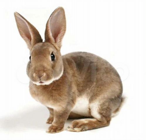 Продаю кроликов