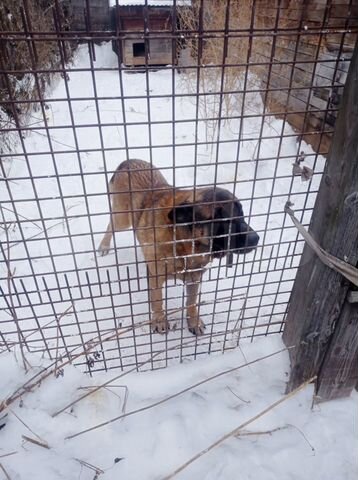 Метис немца и надёжный охранник в дар