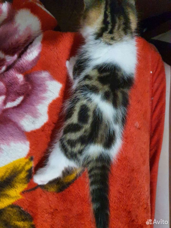 Продам котят