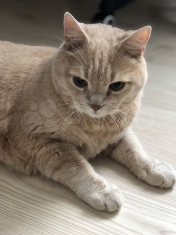 Отдам кота в добрые руки