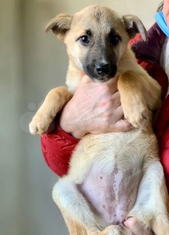 Маня в добрые руки