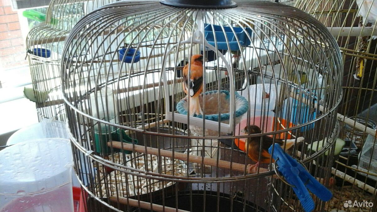 Кенар и канарейка