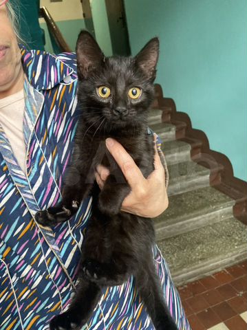 Черный котенок в добрые руки