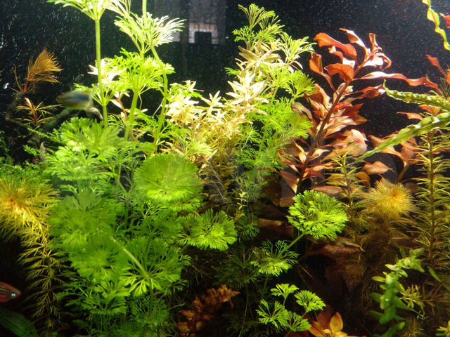 Украшения для аквариума