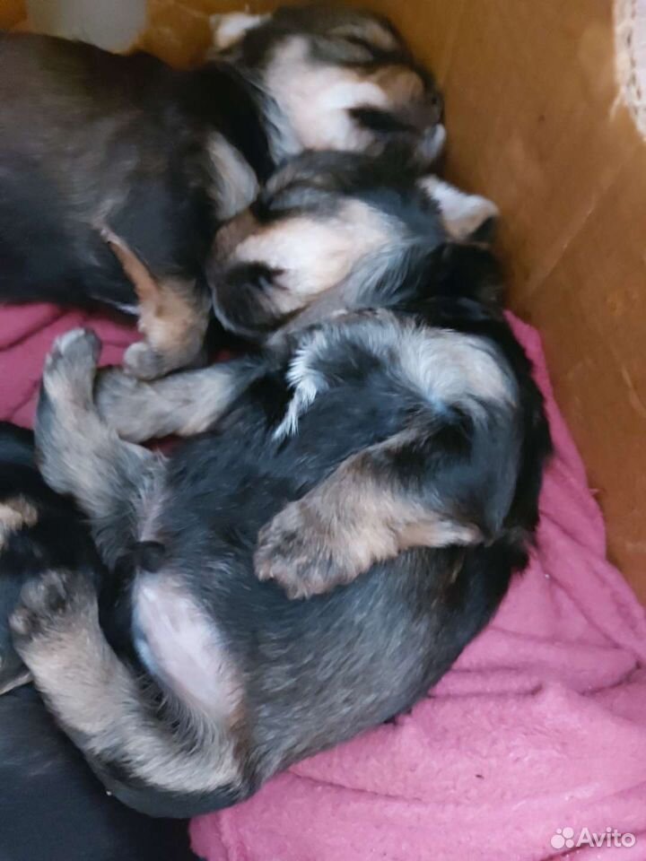 Малыши йорки