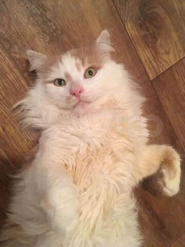 Рыже-белый пушистый кот Самсон 1 год