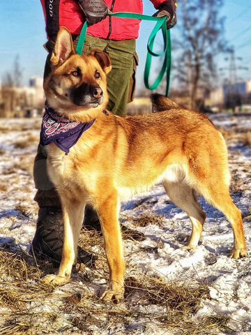 Красивый пёс в дар