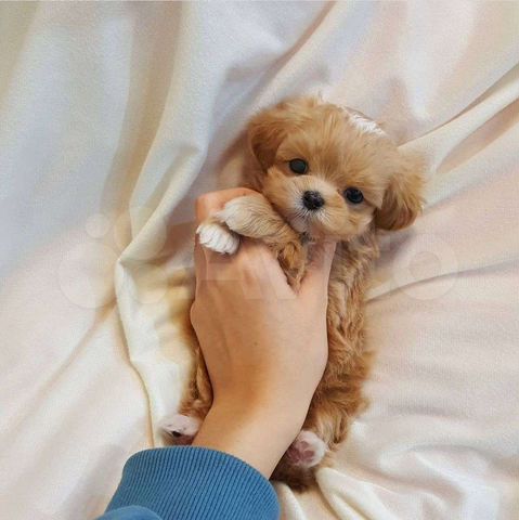 Мальтипу Микро Девочка 4 мес 800г Корея