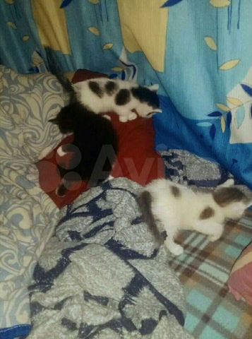 Котята