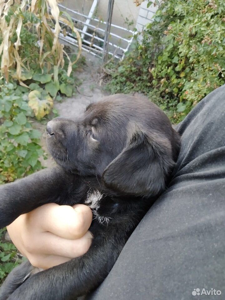 Щенок лобрадора