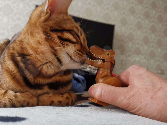 Кошка