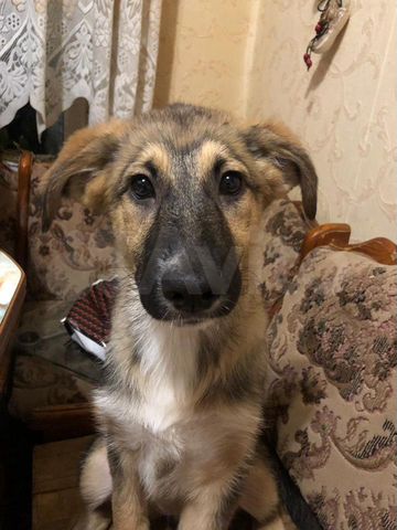 Щенки
