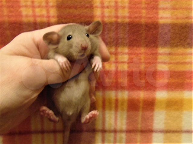 Крысы,крысята дамбо,микки - маусы- питомник,клетки