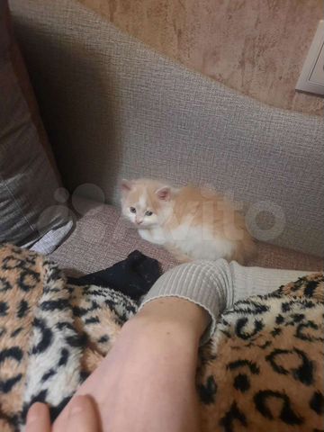 Светло персиковый котёнок, девочка