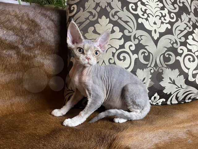 Девон рекс голубая Розалинда