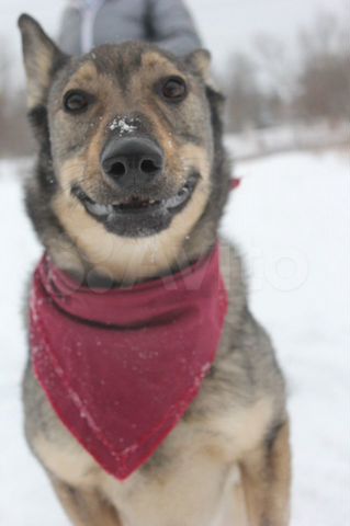 Собака из приюта давно за решёткой
