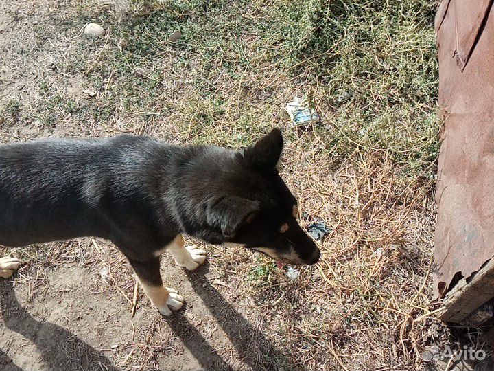 Хаска и овчарка