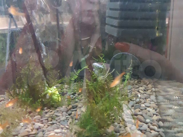 Рыба тетра аманда