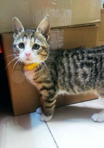 Котенок в добрые руки