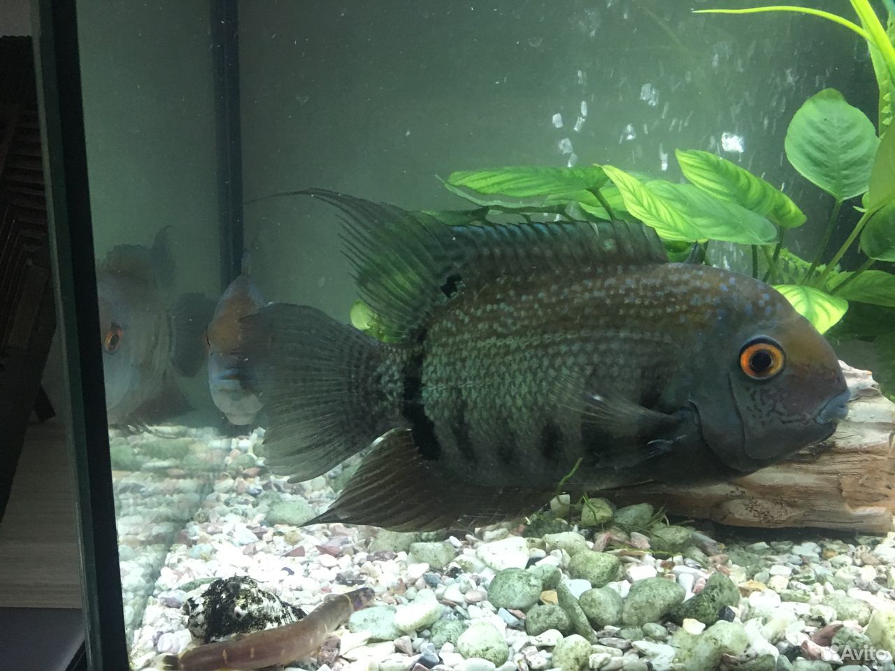 Северум, рыбки