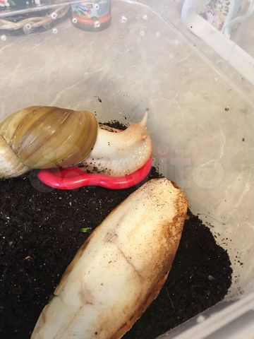 Улитка Ахатина альбино