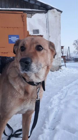 Лотта в добрые руки
