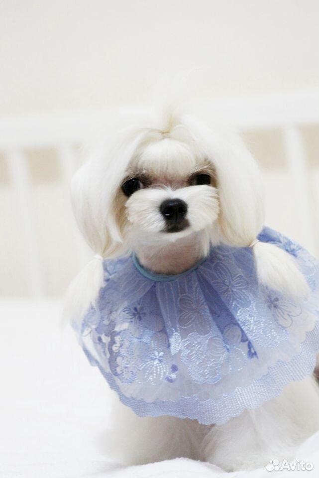 Подрощенная девочка мальтезе мини