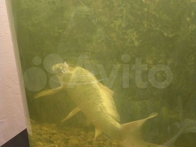 Живая рыба для пруда