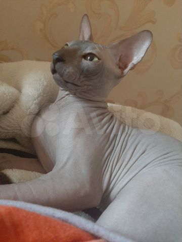 Донской сфинкс мальчик вязка
