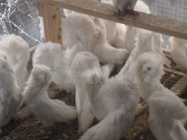 Голуби Якобины