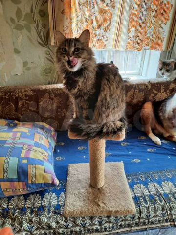 Кошка стерилизованная