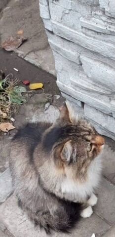 Чей потеряшка или возможно кто-то сможет приютить