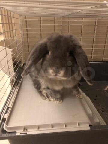 Вислоухий кролик декоративный