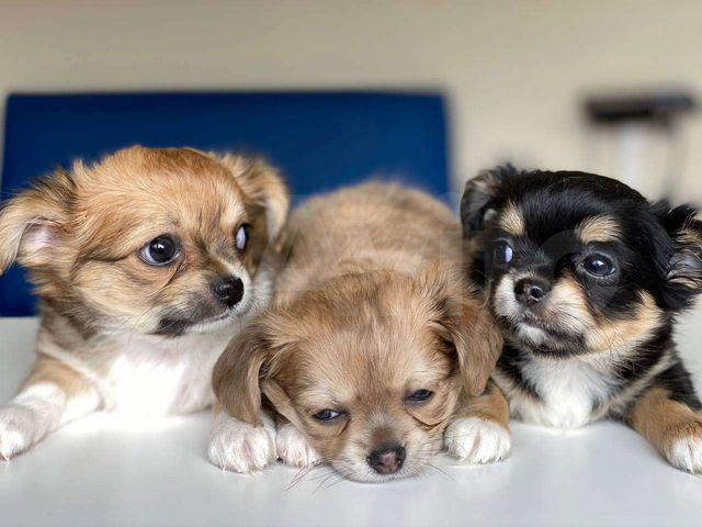 Щенки чихуахуа
