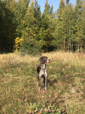 Щенок Курцхаар щенок